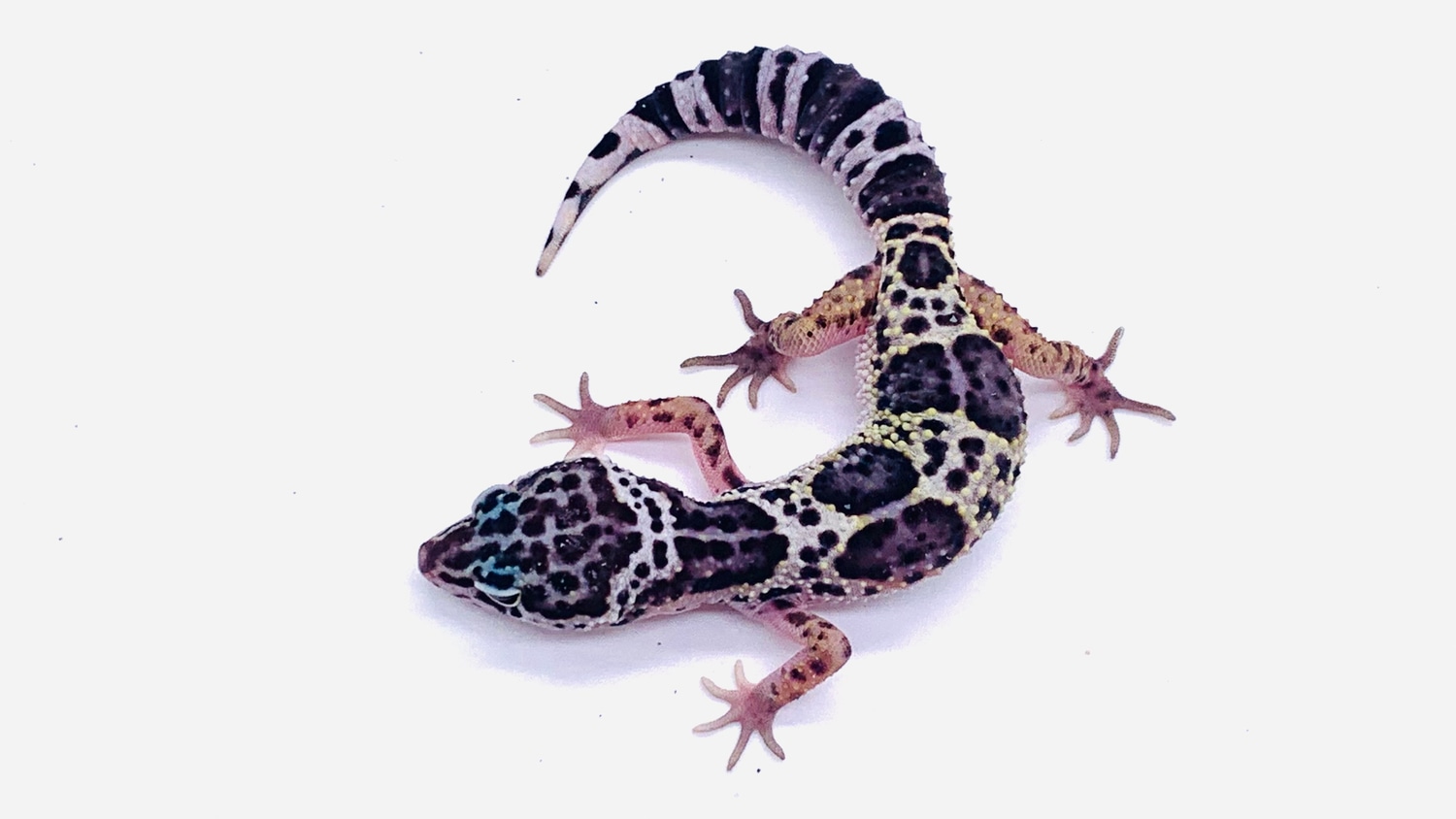 Gem Snow/black Night Cross Leopard Gecko by Miami Art Geckos - MorphMarket