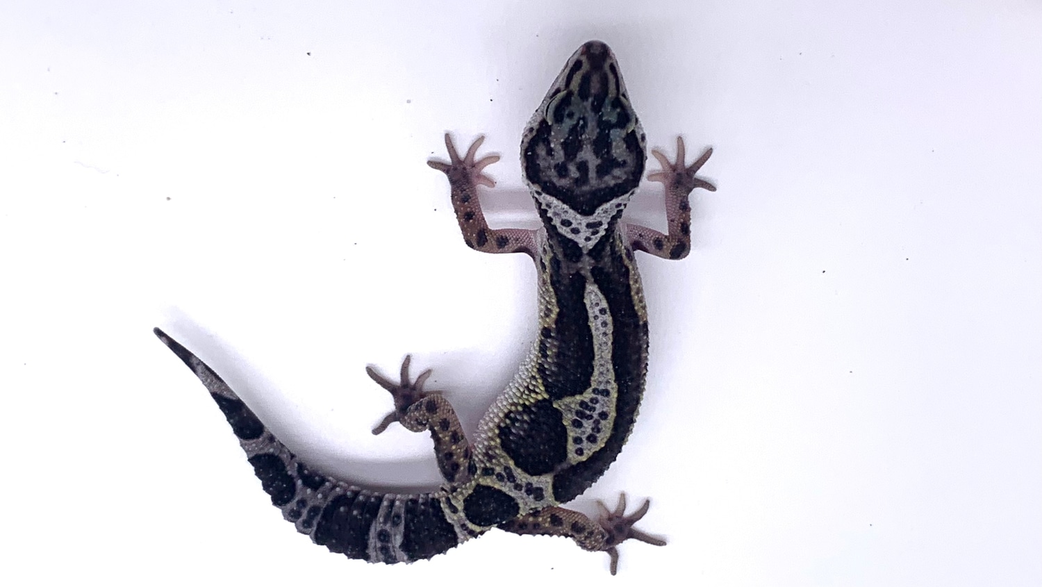 Gem Snow/black Night Cross Leopard Gecko by Miami Art Geckos - MorphMarket