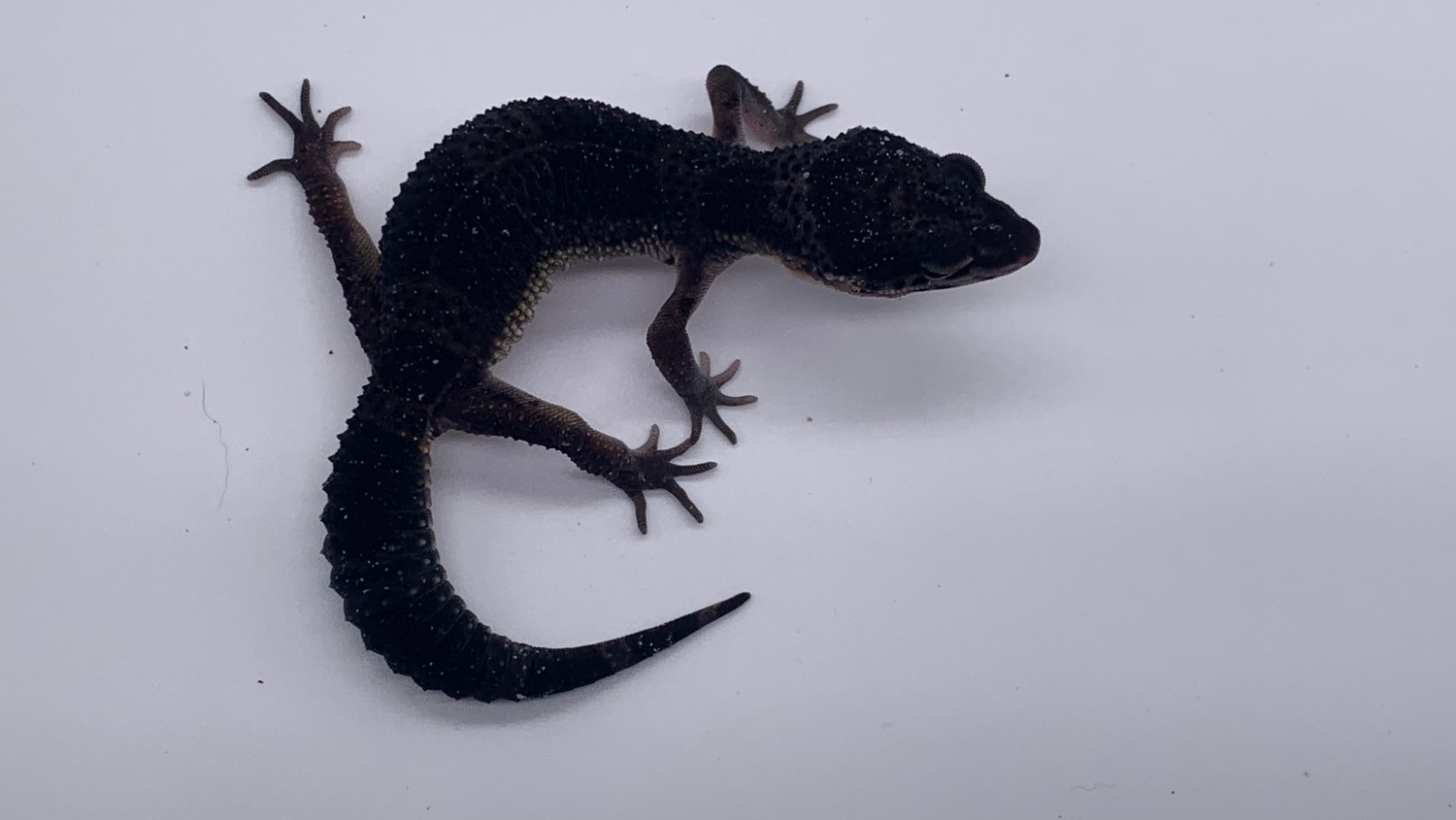 Tsf Black Night Leopard Gecko by Miami Art Geckos - MorphMarket