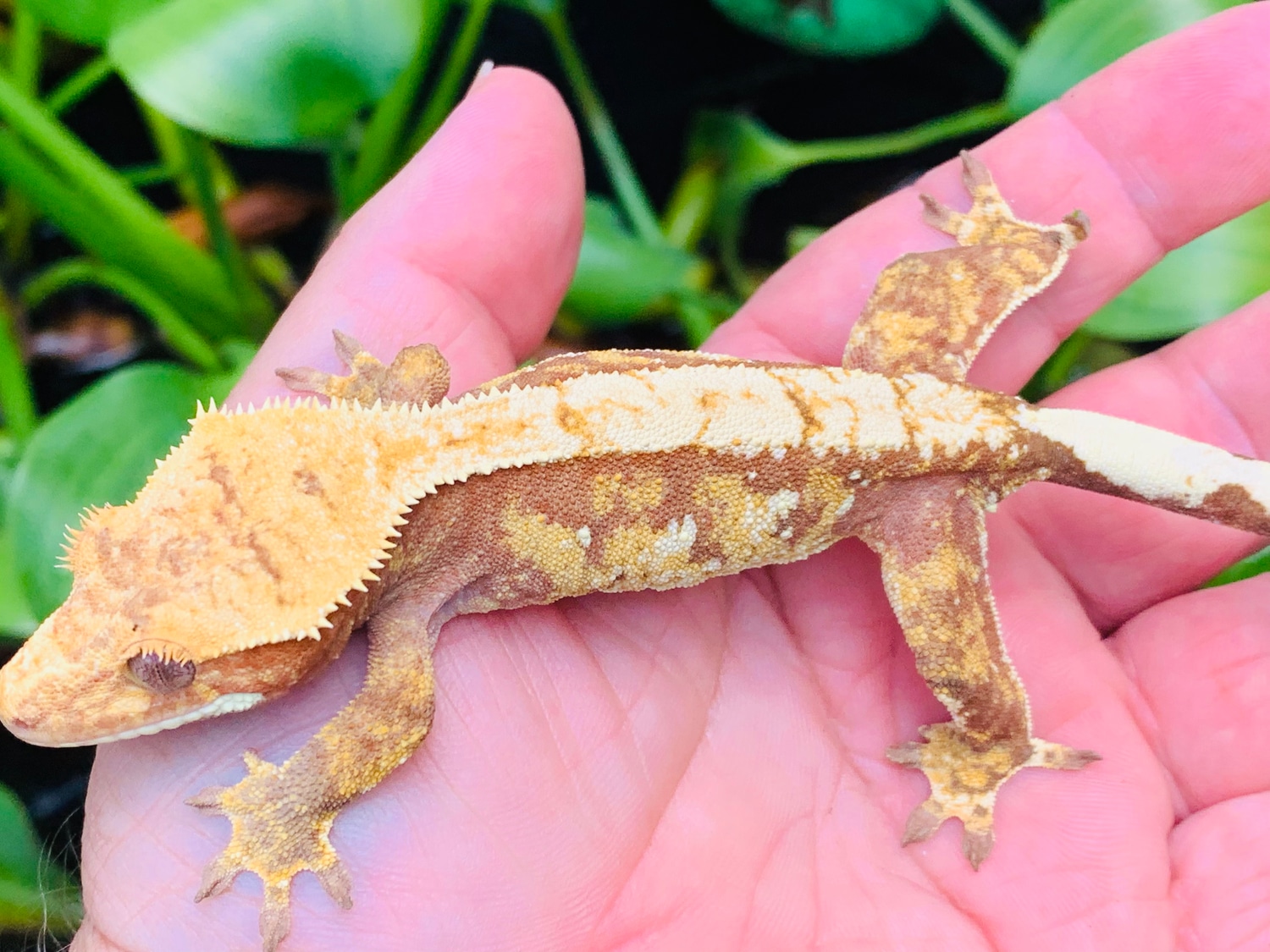 Red Tri Probably Crested Gecko by Miami Art Geckos - MorphMarket