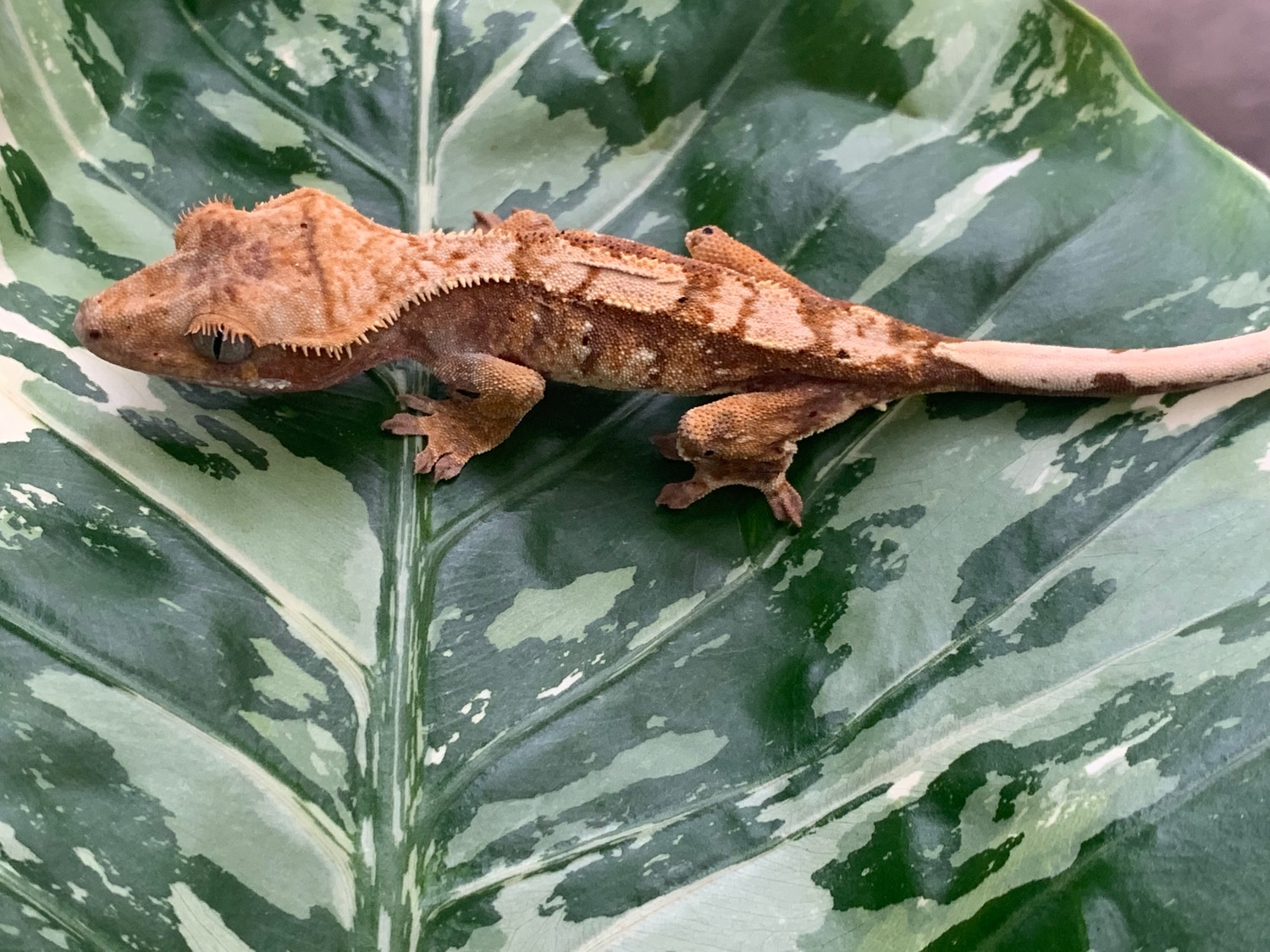 Nice Possibly Red Harley Crested Gecko by Miami Art Geckos - MorphMarket