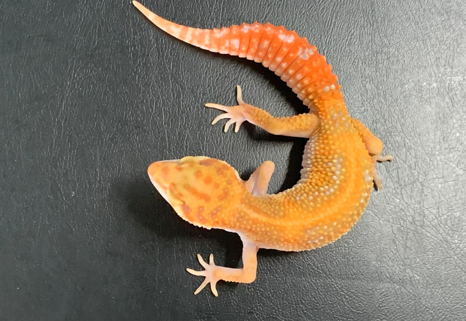 Red Diamond X Emerine/red Diamond Leopard Gecko by Miami Art Geckos ...