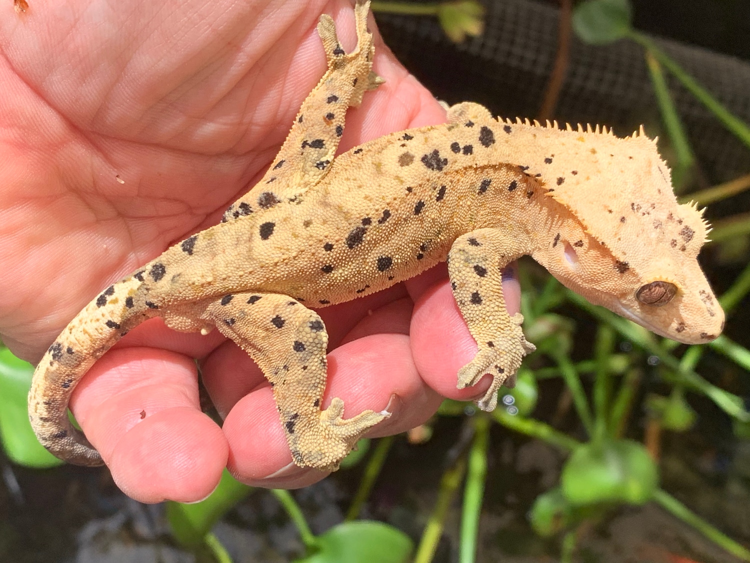 Super Dalmation Crested Gecko by Miami Art Geckos - MorphMarket