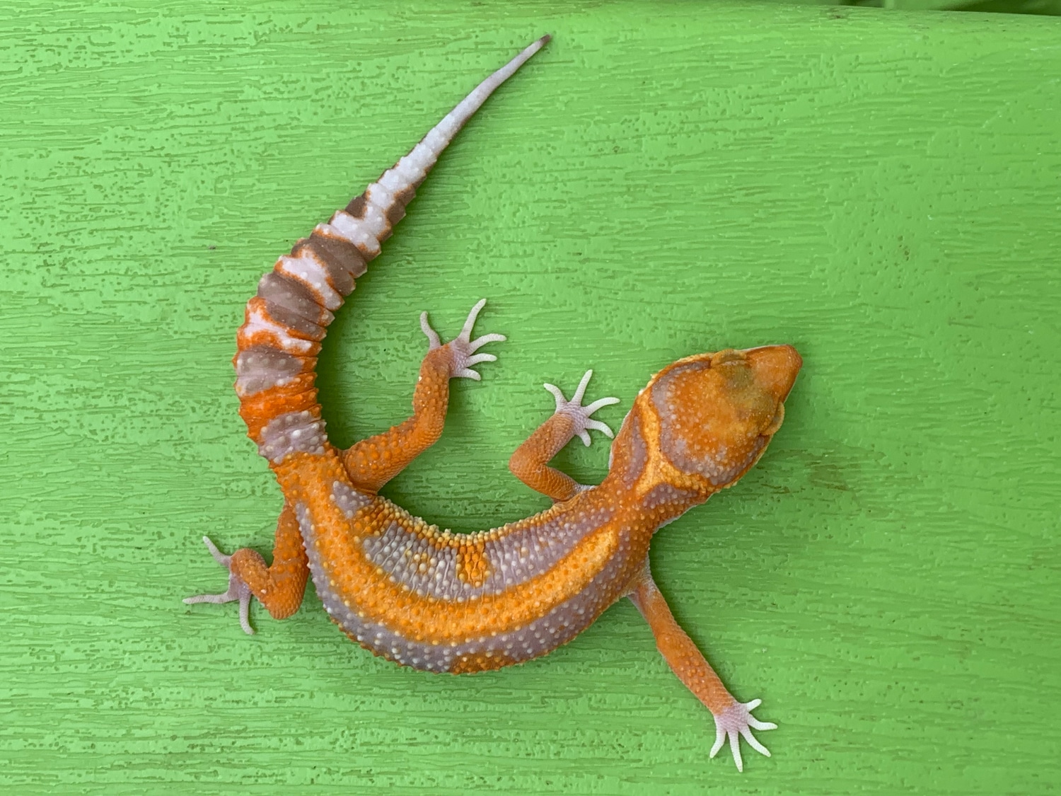 Red Diamond Tangerine Line Leopard Gecko by Miami Art Geckos - MorphMarket