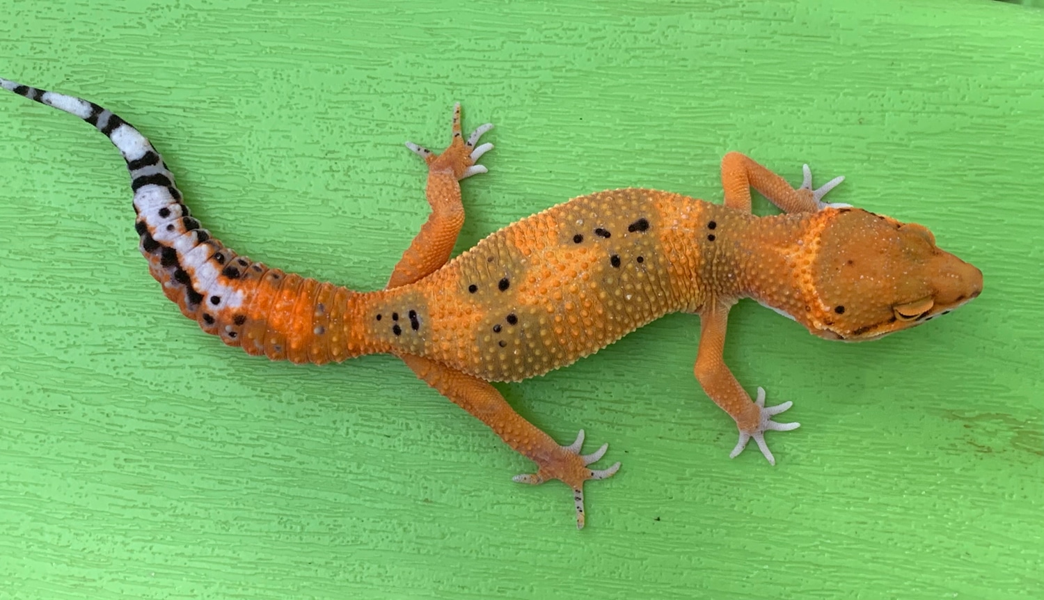 Fantastic Color On Tangerine/red Diamond/firebold Leopard Gecko by ...