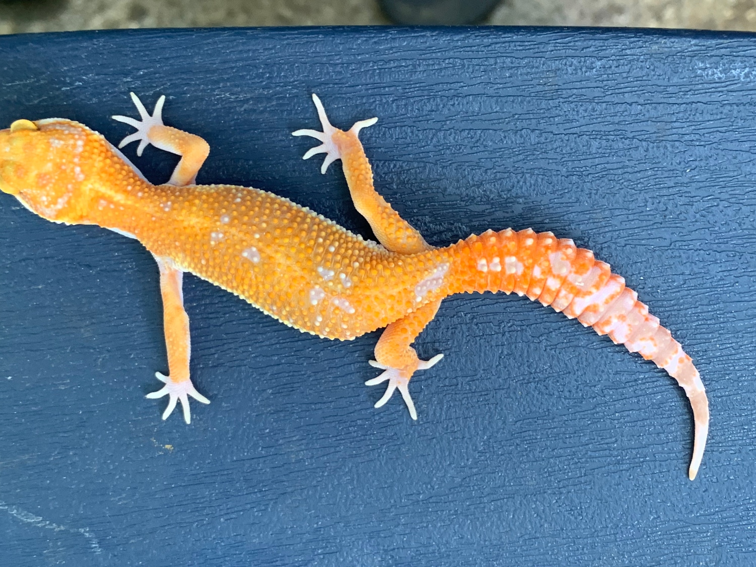 Red Diamond Tangerine Tremper Leopard Gecko by Miami Art Geckos ...