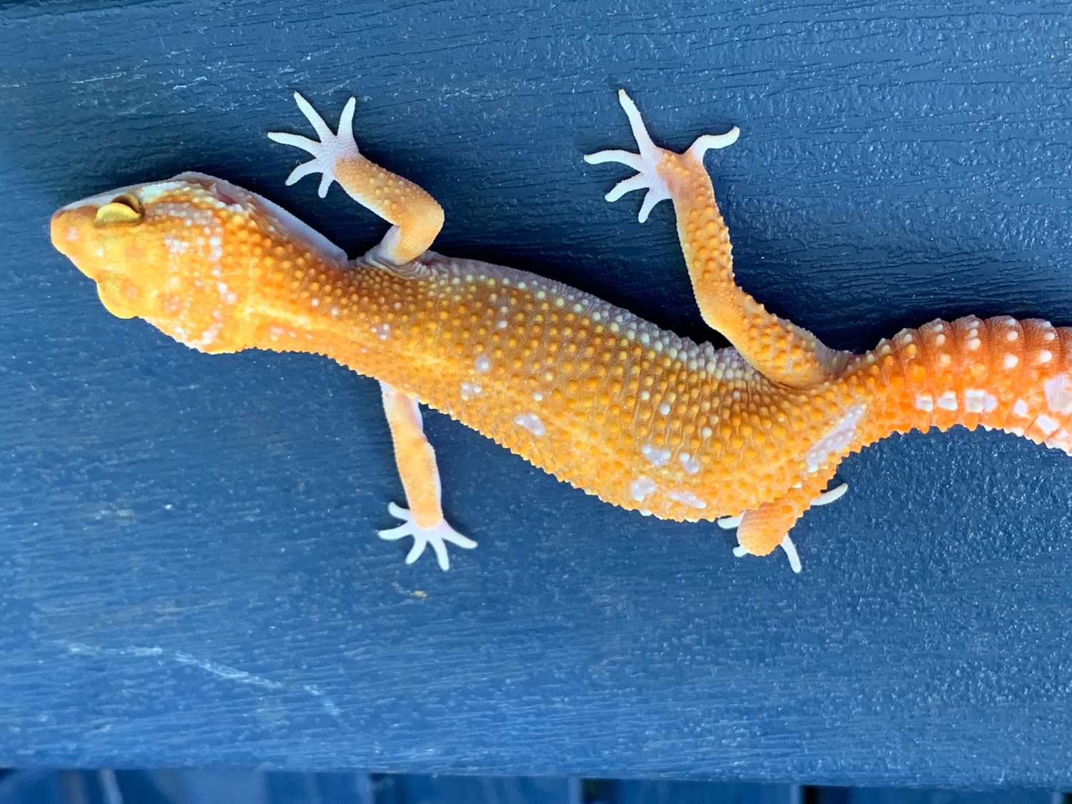 Red Diamond Tangerine Tremper Leopard Gecko by Miami Art Geckos ...