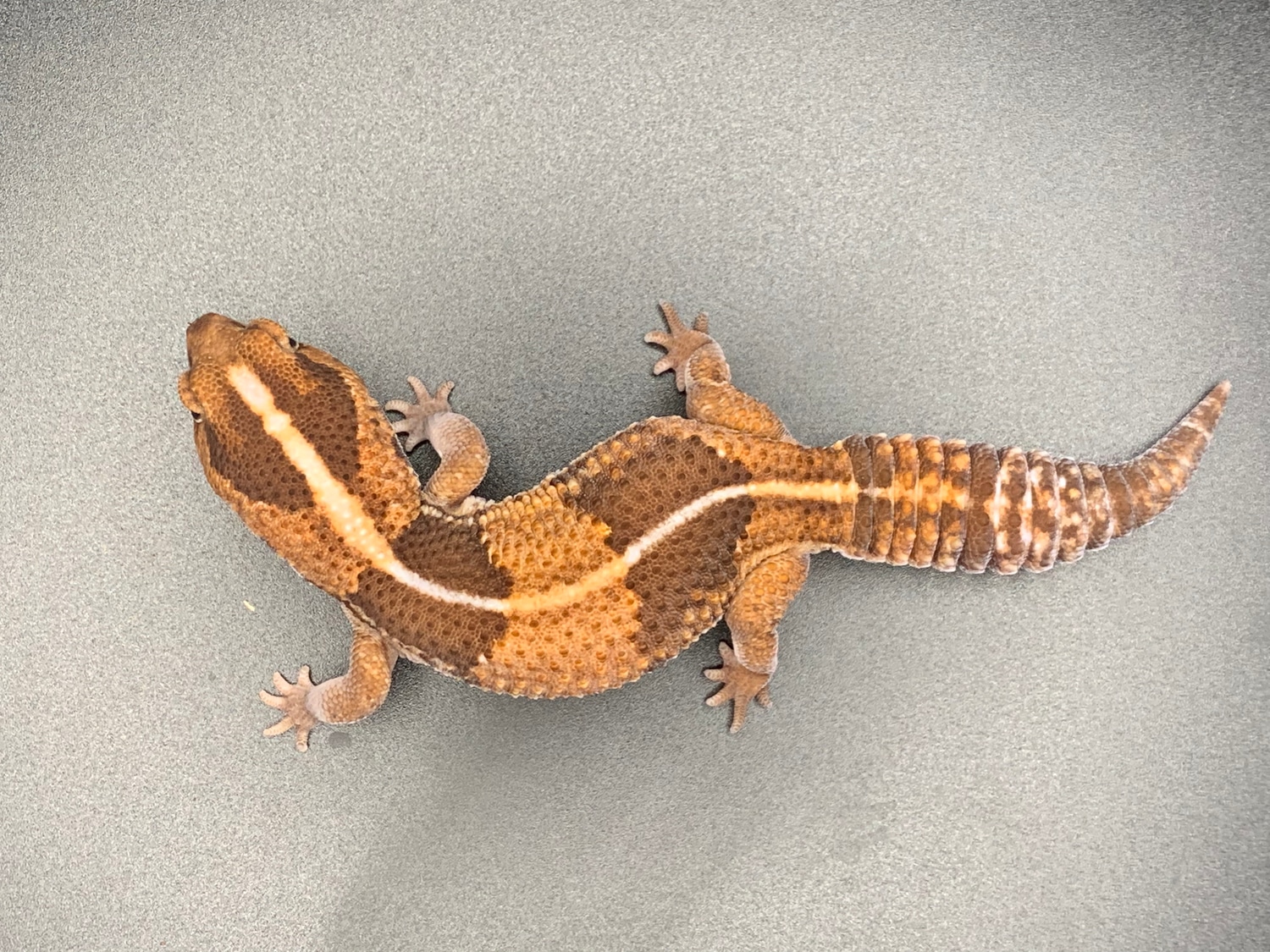 Prohorchik LineStripe Normal/het Amel African Fat-Tailed Gecko by Miami ...