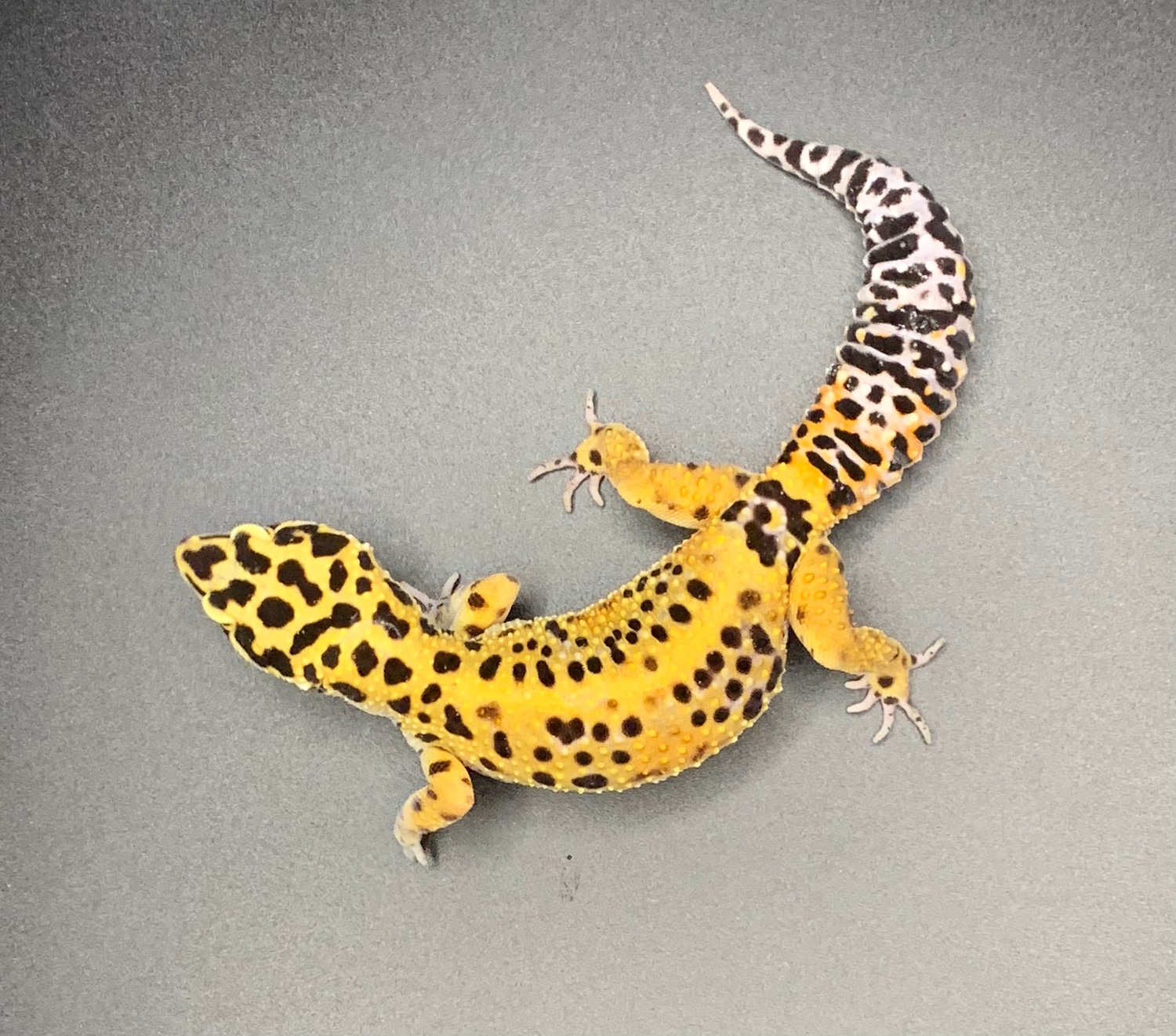 Firebold X Tangerine Bold Adult Female Leopard Gecko by Miami Art ...