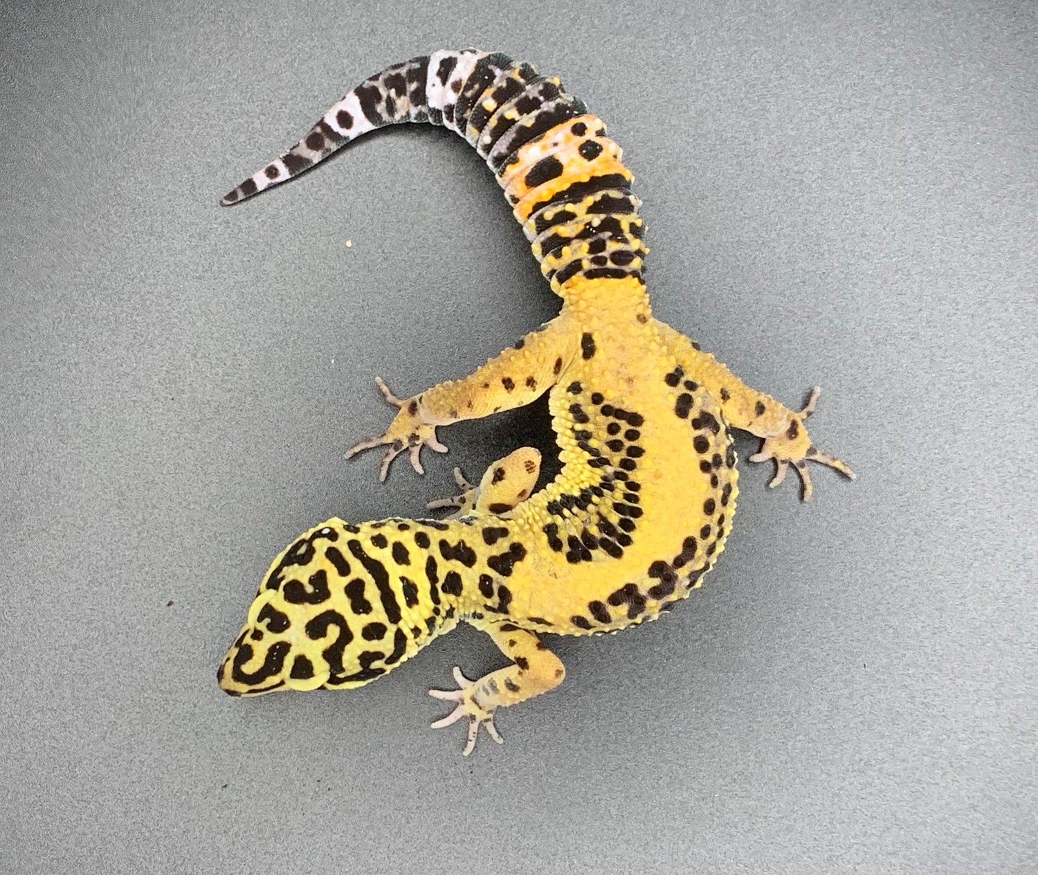 Tangerine Bold X Firebold Cross Leopard Gecko by Miami Art Geckos ...