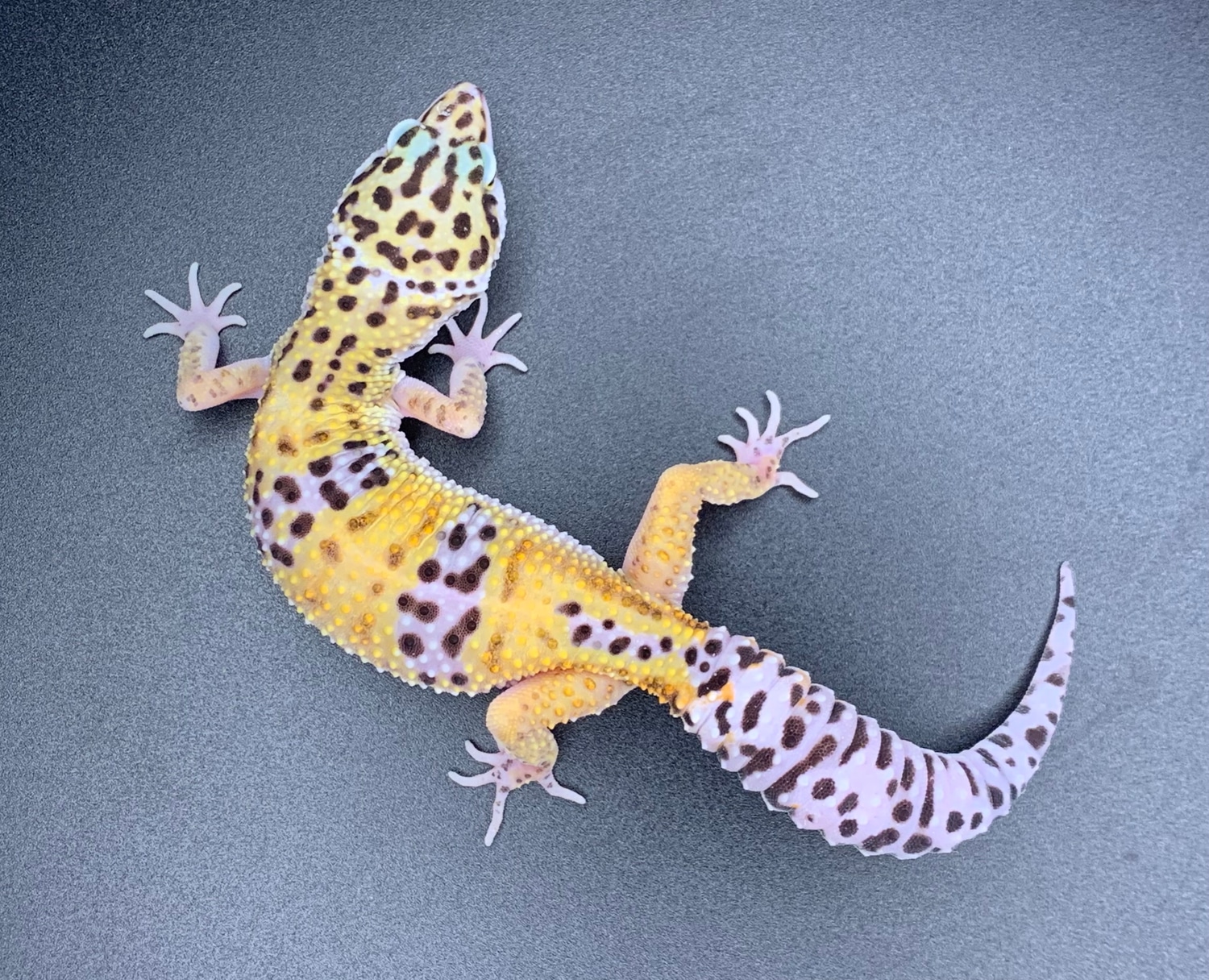 Black Night Gem Snow Cross Tsf Leopard Gecko by Miami Art Geckos ...