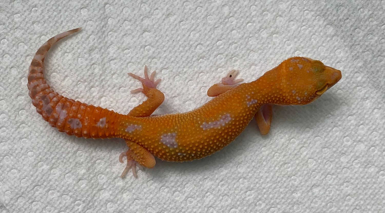 Red Diamond X Emerine Leopard Gecko by Miami Art Geckos - MorphMarket