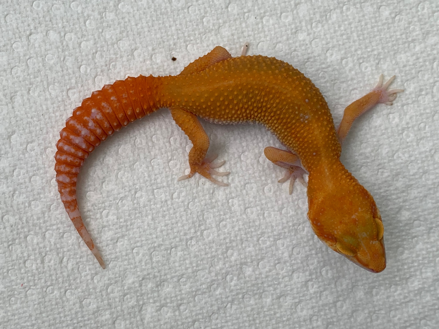 Red Diamond Tangerine X Emerine Leopard Gecko by Miami Art Geckos ...