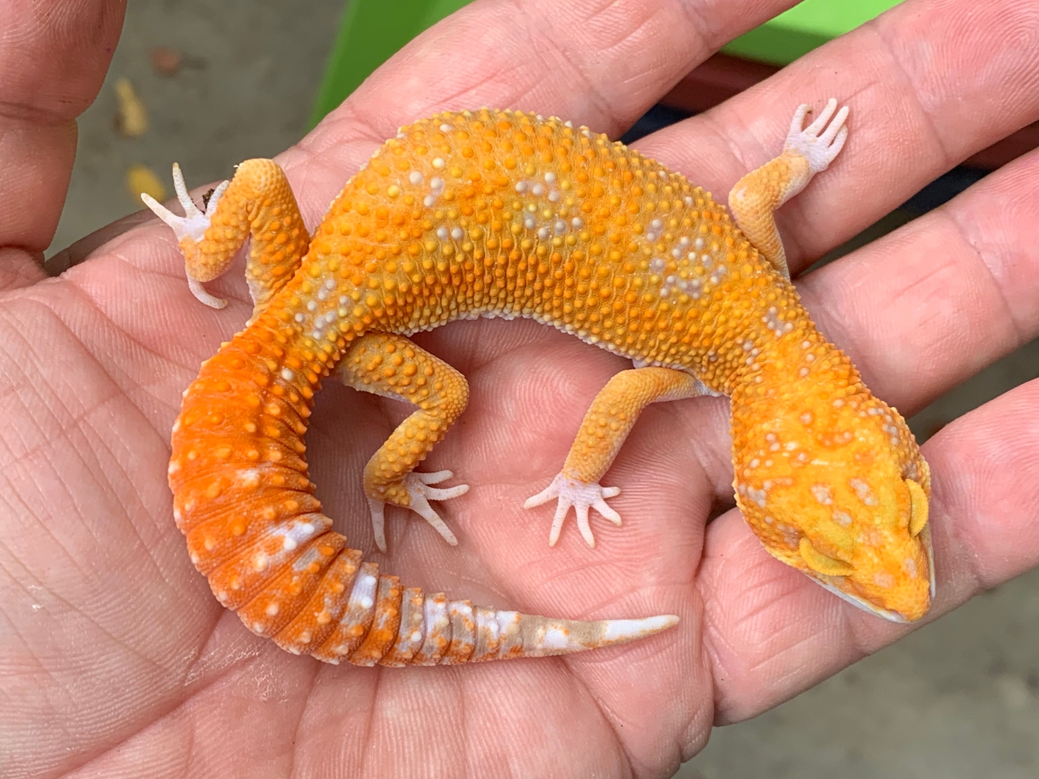 Red Diamond Tangerine Tremper Leopard Gecko by Miami Art Geckos ...