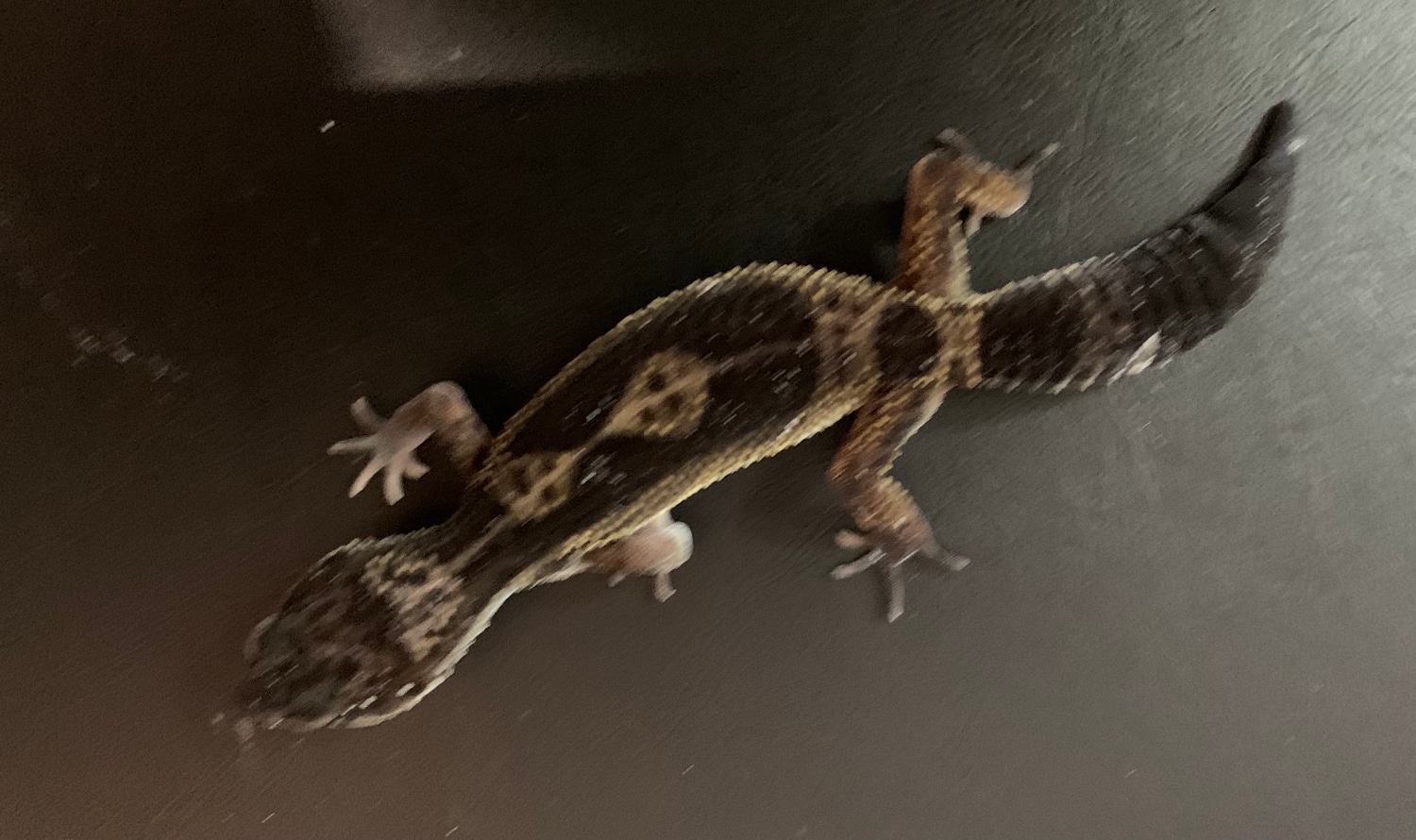 Temp Sexed Female Black Night Leopard Gecko by Miami Art Geckos ...