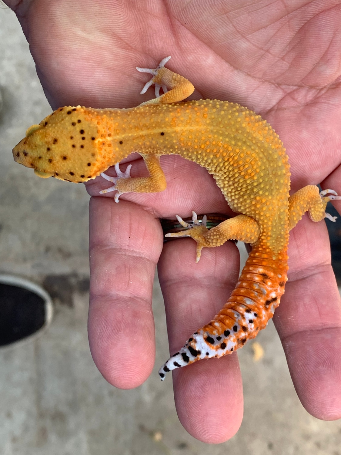 Temp Sex Leopard Gecko by Miami Art Geckos - MorphMarket