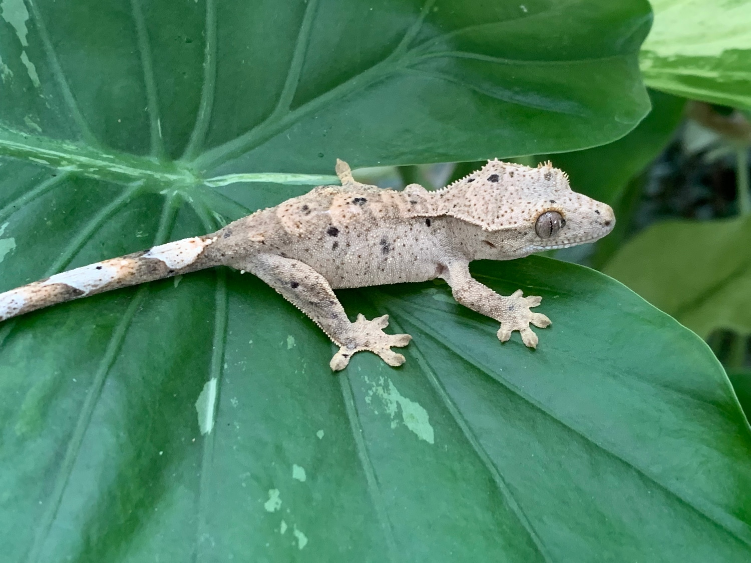 Dalmation Crested Gecko by Miami Art Geckos - MorphMarket