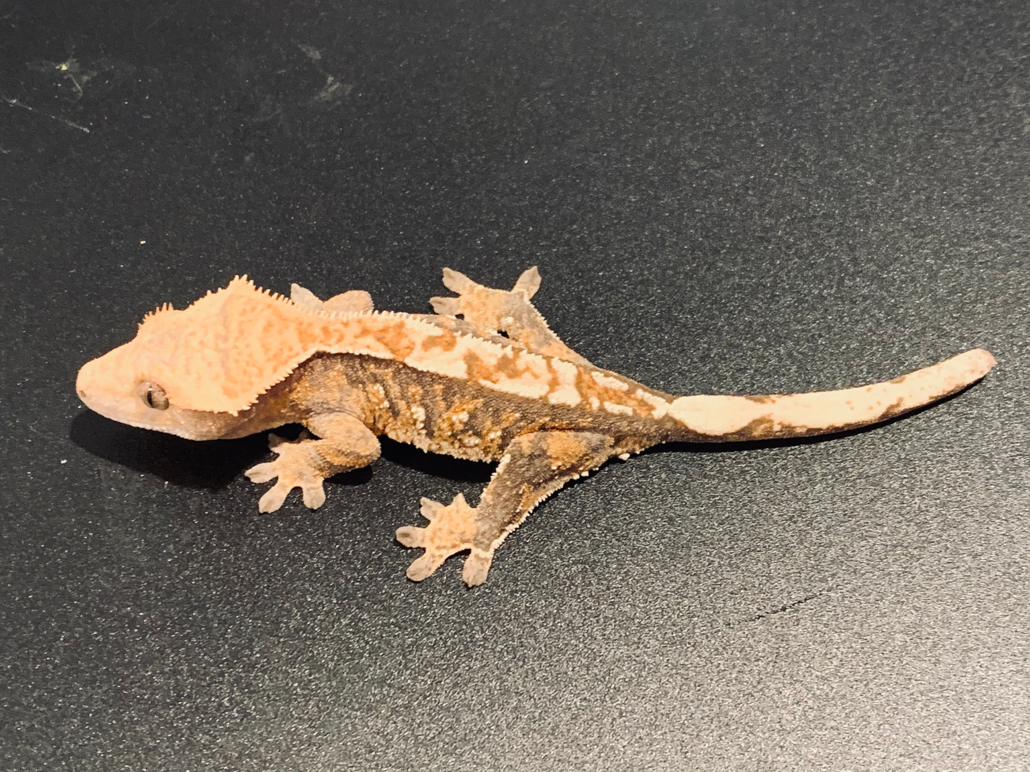 Going To Be A Nice Tri Harley Crested Gecko by Miami Art Geckos ...