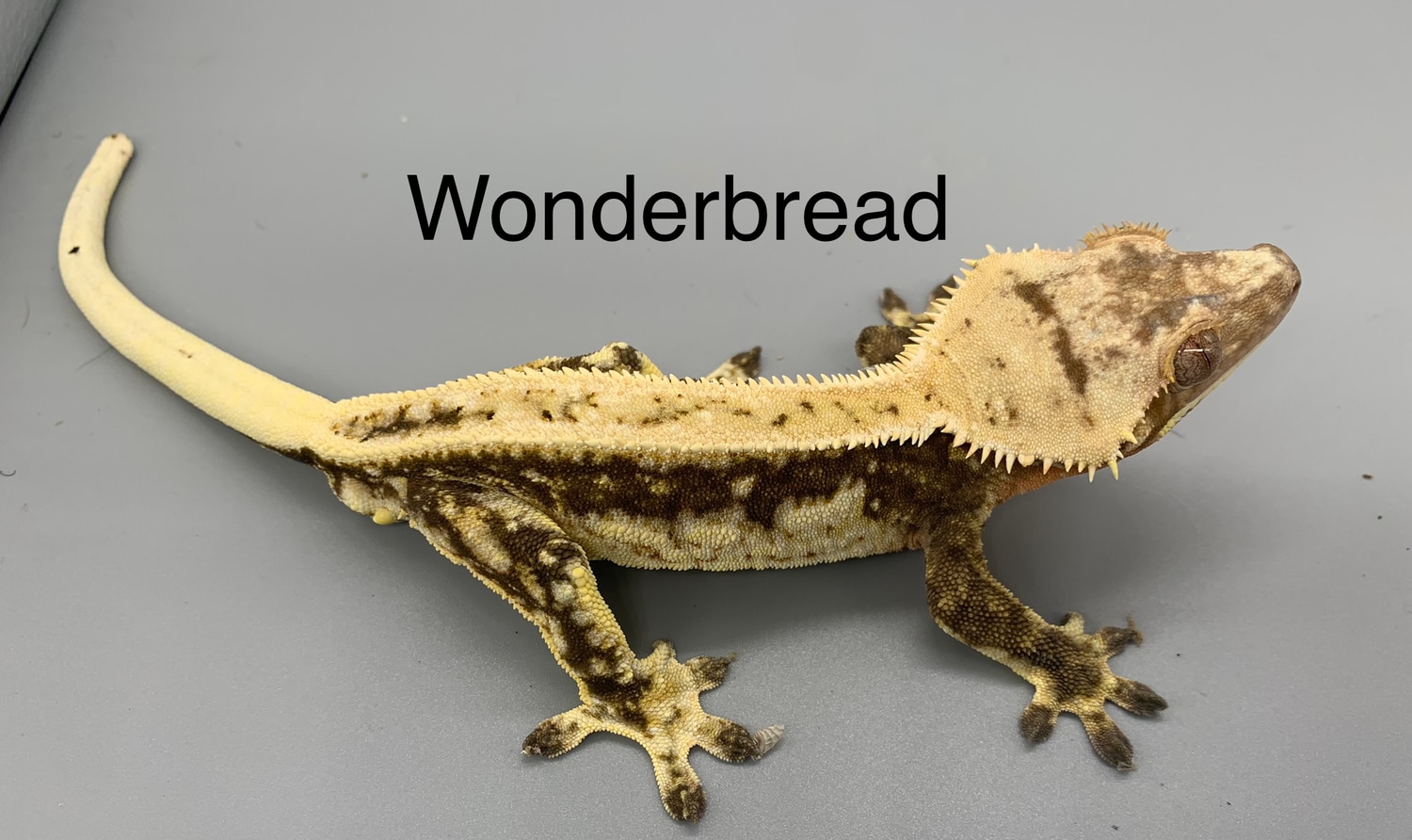 Extreme Harlequin Crested Gecko by Miami Art Geckos - MorphMarket