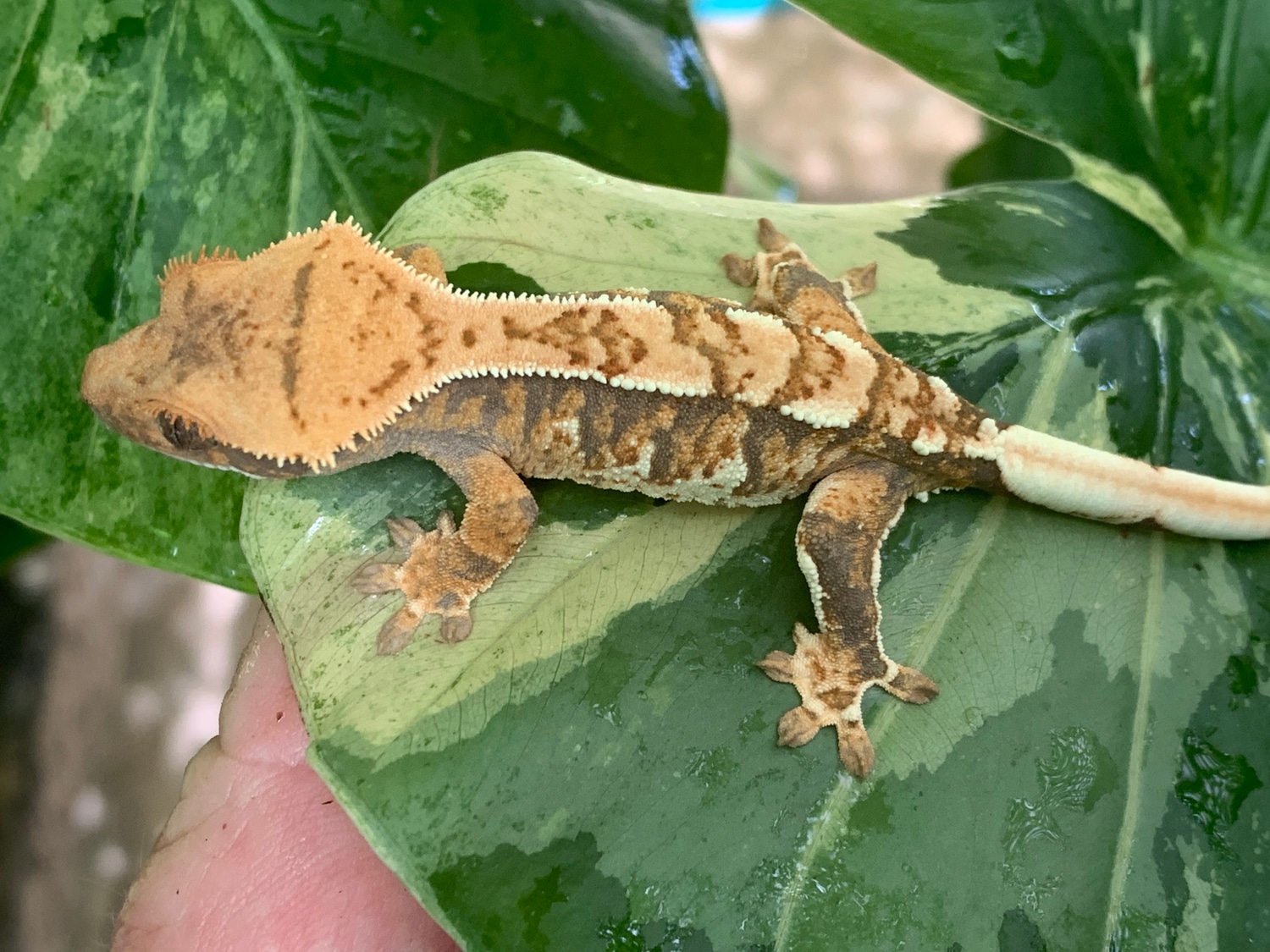 Nice Tricolor Possible Female Crested Gecko by Miami Art Geckos ...