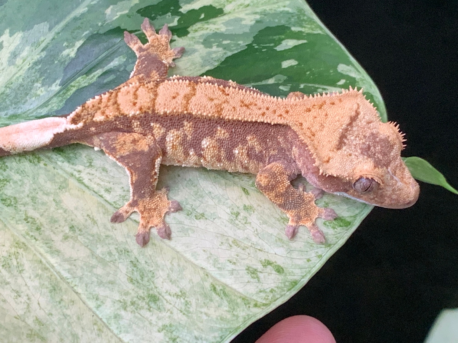 Nice Possible Red Extreme Harlequin Crested Gecko by Miami Art Geckos ...