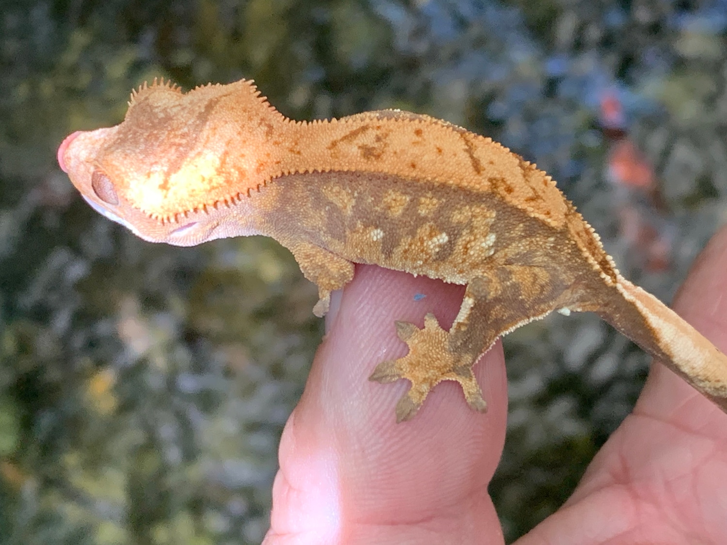 Extreme Harlequin Nice Lines Crested Gecko by Miami Art Geckos ...