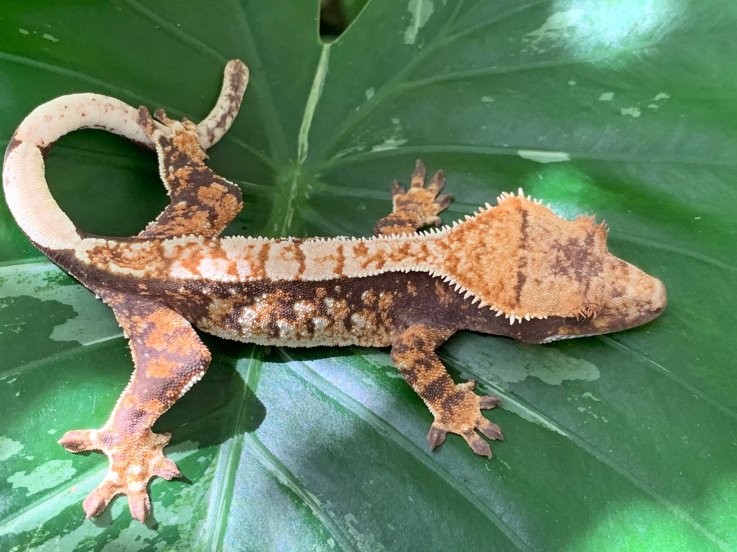 Nice Tri Color Good Lines Crested Gecko by Miami Art Geckos - MorphMarket