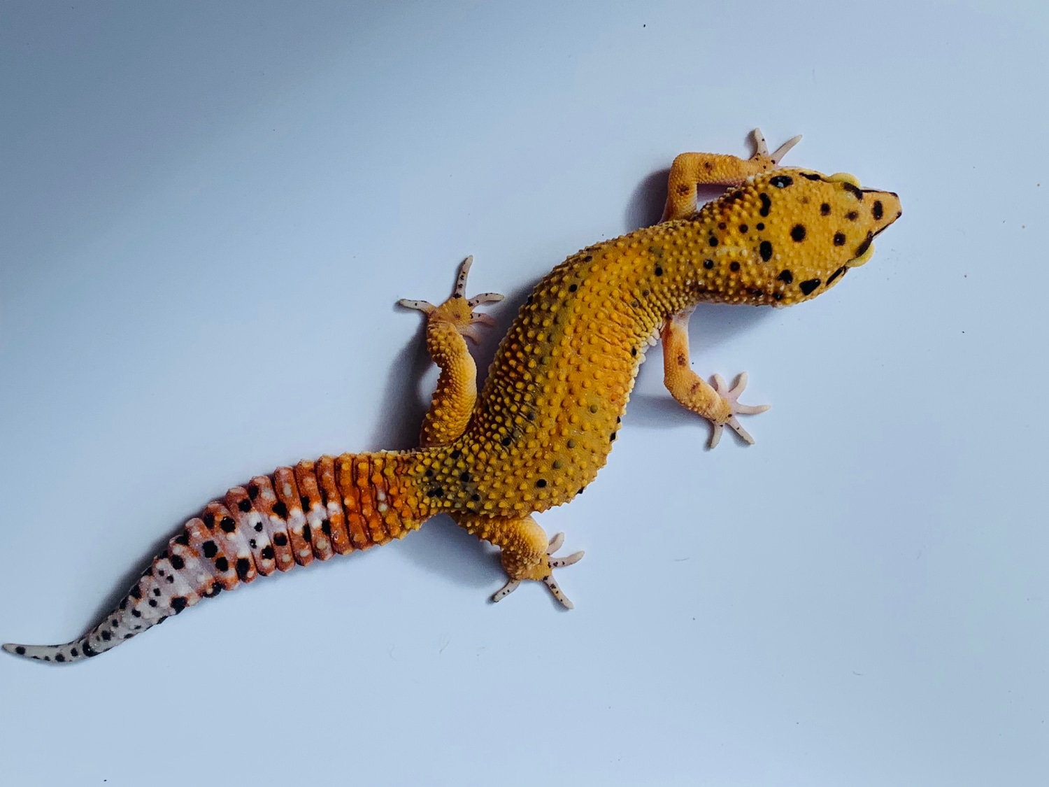 Firebold Mandarin Cross Leopard Gecko by Miami Art Geckos - MorphMarket