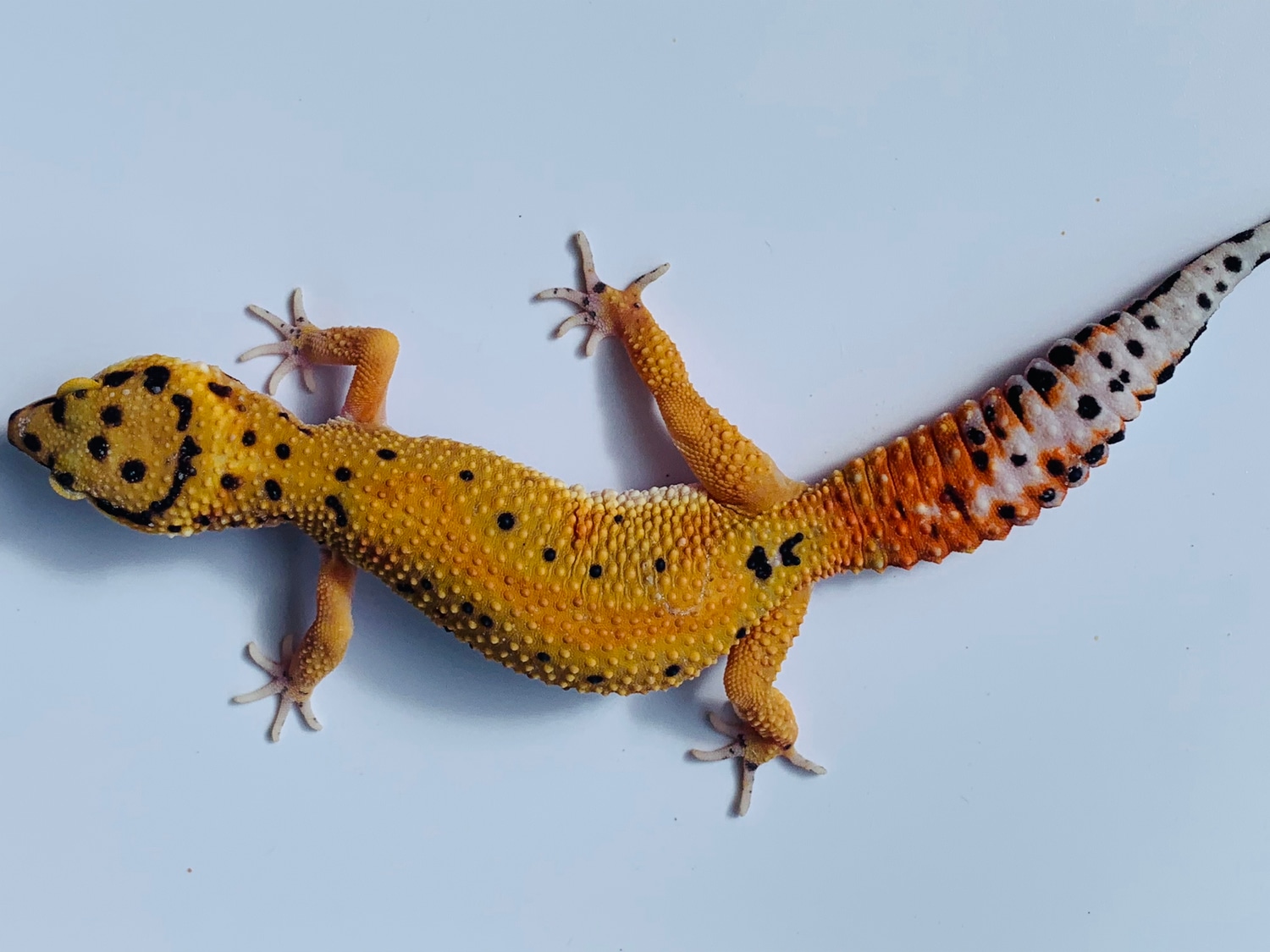 Firebold Mandarin Cross Leopard Gecko by Miami Art Geckos - MorphMarket
