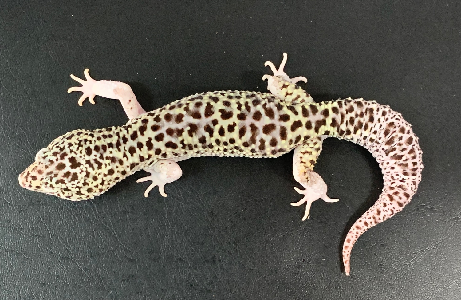 Hyper Axanthic Snow Eclipse Leopard Gecko by Miami Art Geckos - MorphMarket
