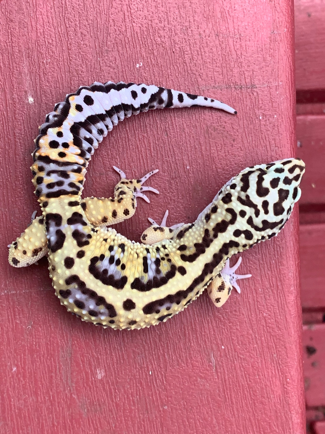 Extreme Bold X Tangerine Bold Cross Leopard Gecko by Miami Art Geckos ...