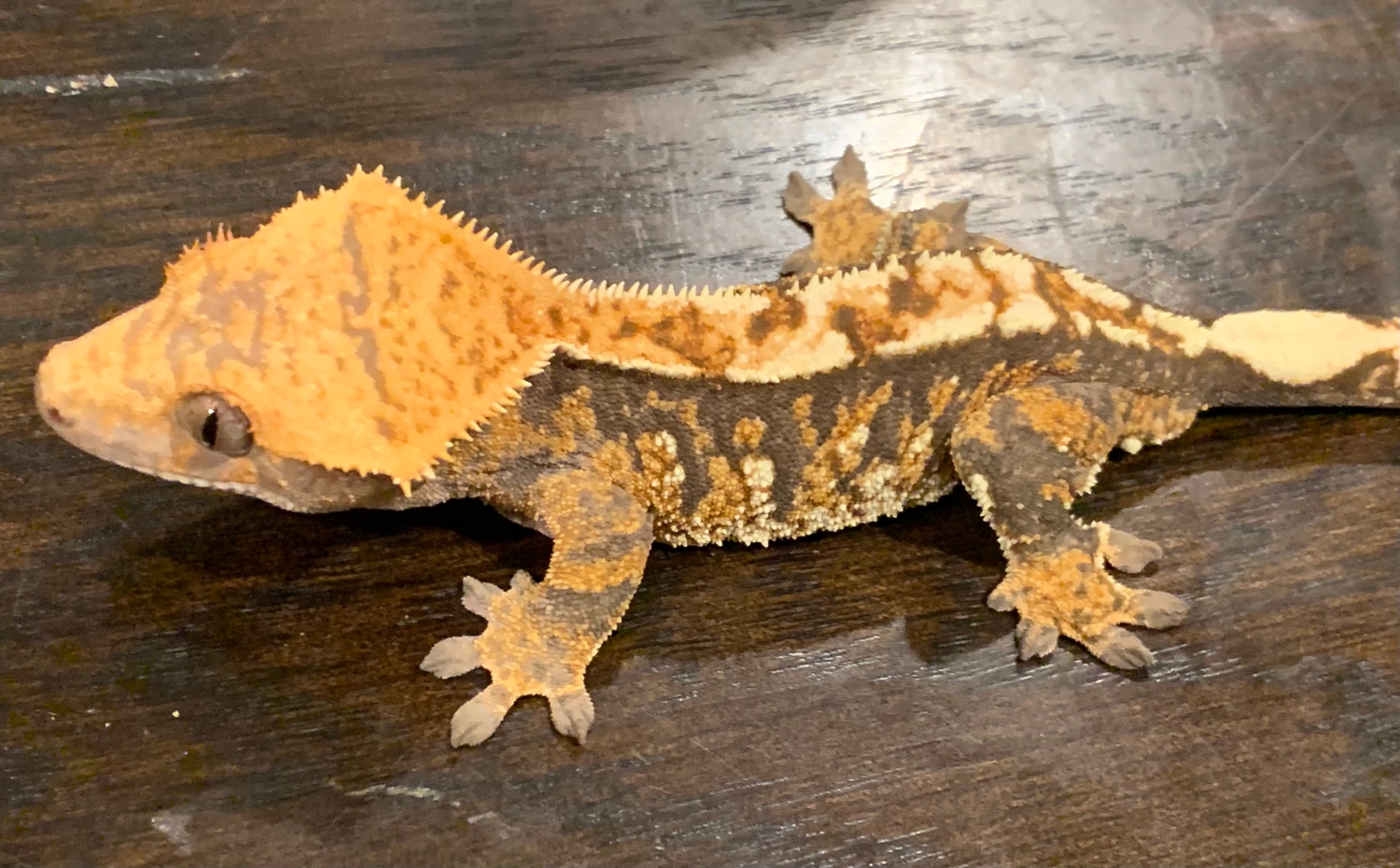 Nice Tri Color Crested Gecko by Miami Art Geckos - MorphMarket