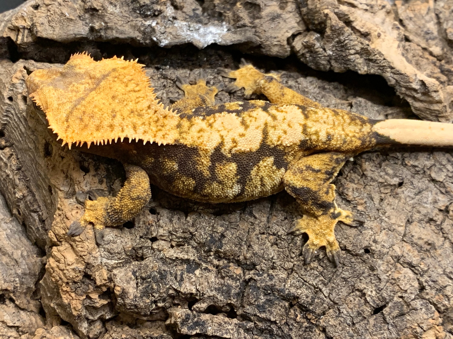 Extreme Harlequin Crested Gecko by Miami Art Geckos - MorphMarket