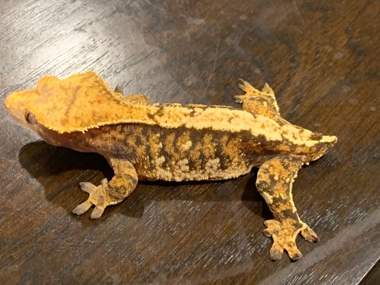 Tri Color Female Crested Gecko by Miami Art Geckos