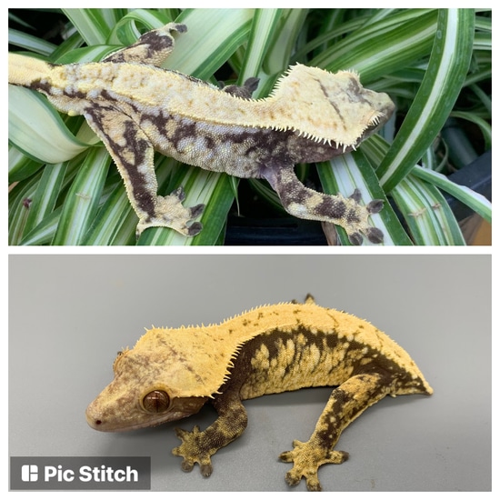 Young Yellow And White Crested Gecko by Miami Art Geckos