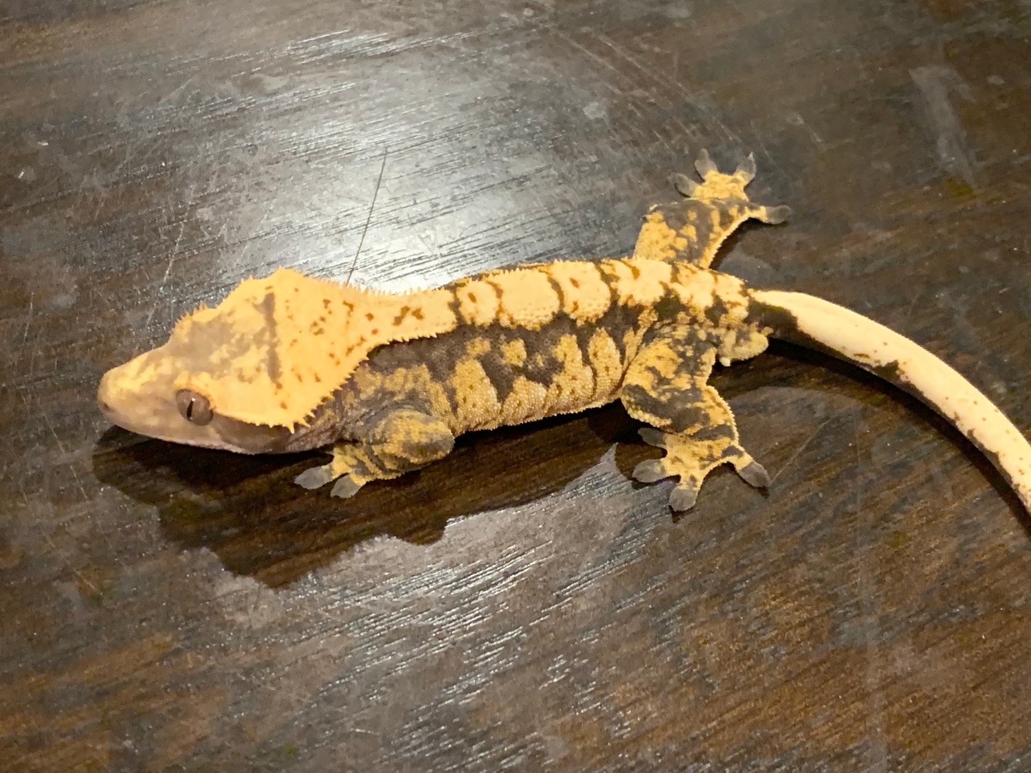 Extreme Harlequin Crested Gecko by Miami Art Geckos - MorphMarket