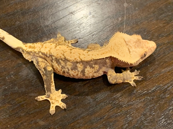Extreme Harliquin Excellant Lineage Crested Gecko by Miami Art Geckos