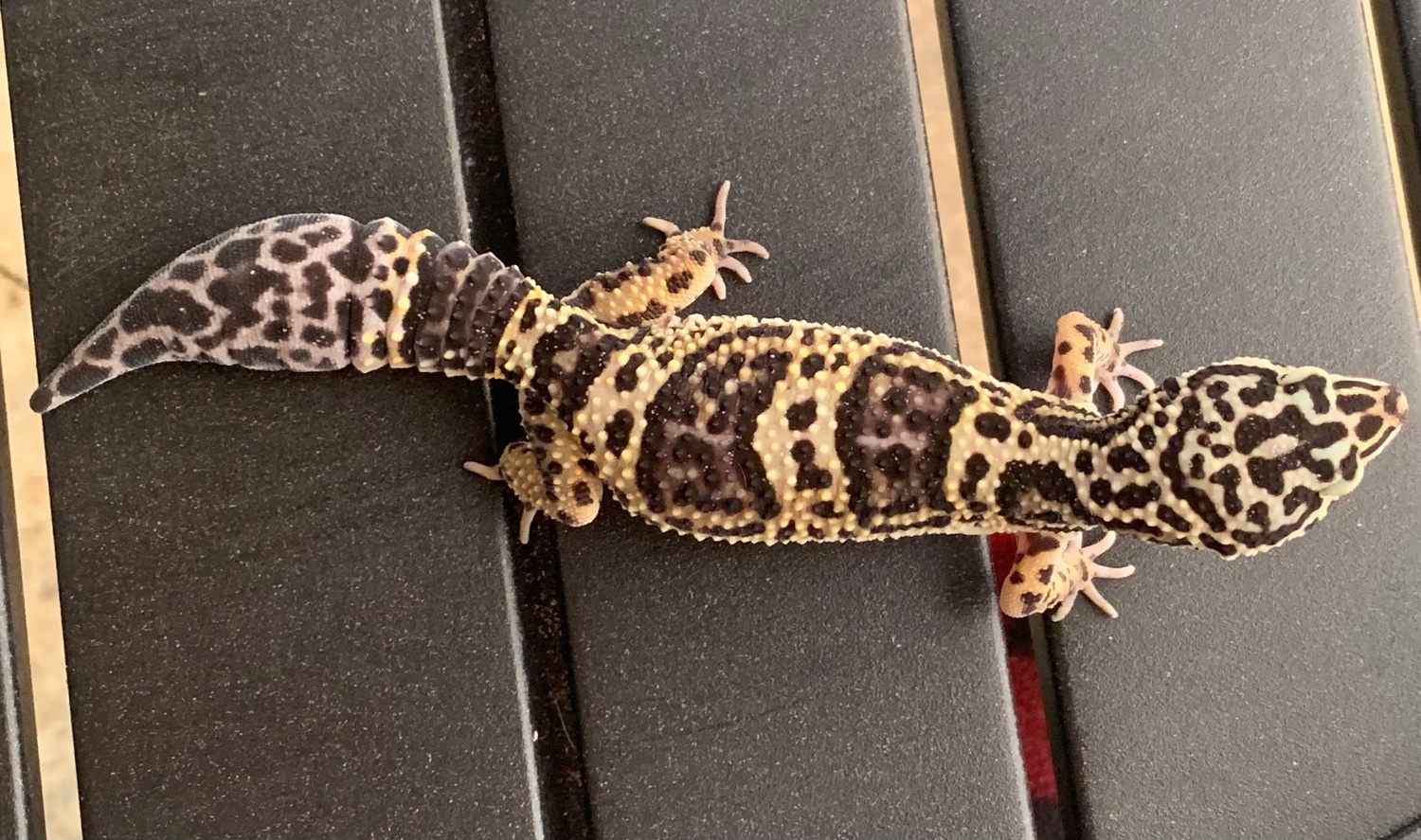 Black Night X Gem Bold Cross Leopard Gecko by Miami Art Geckos ...