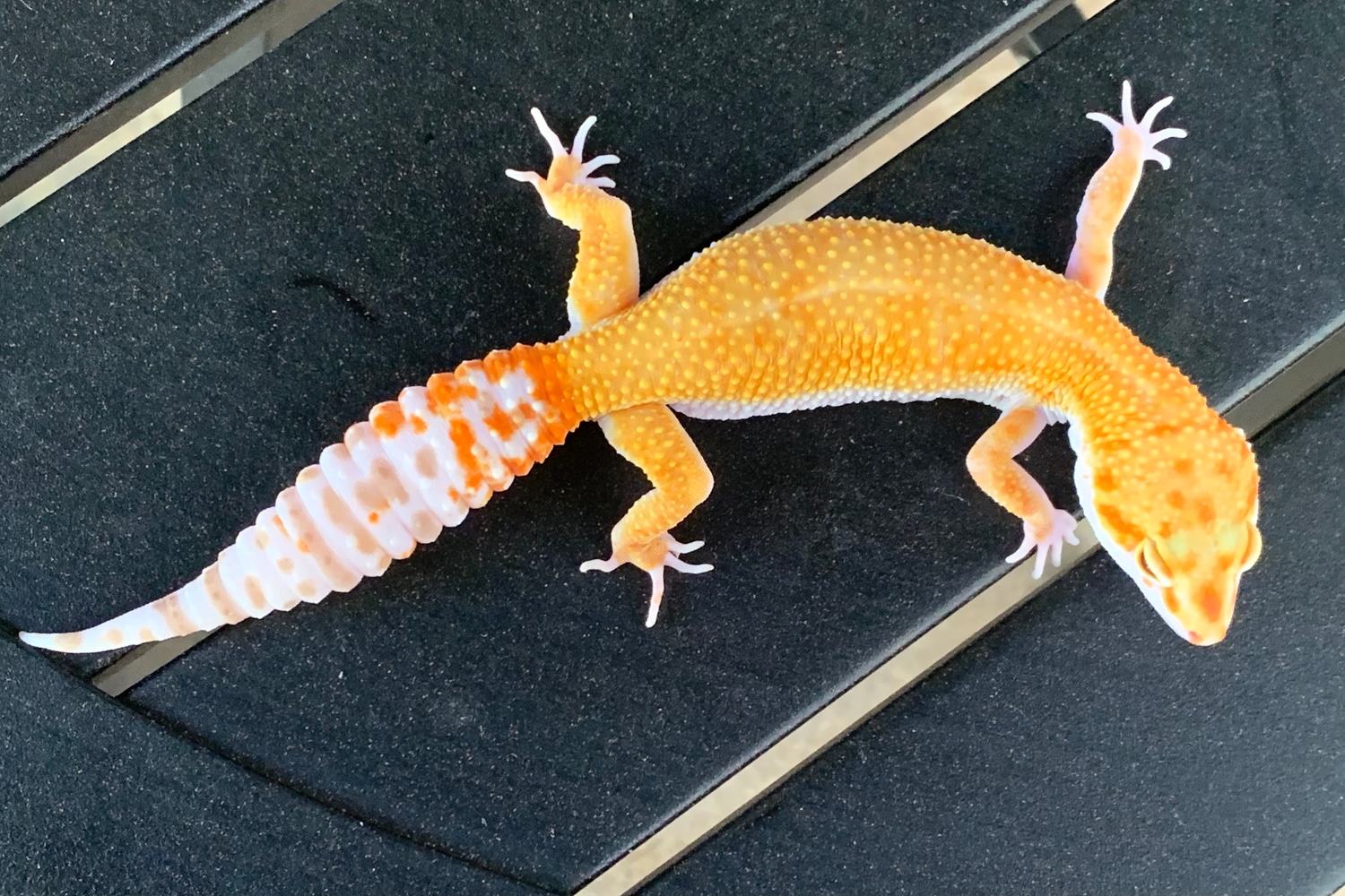 High Contrast X Red Diamond Tsf Leopard Gecko by Miami Art Geckos ...