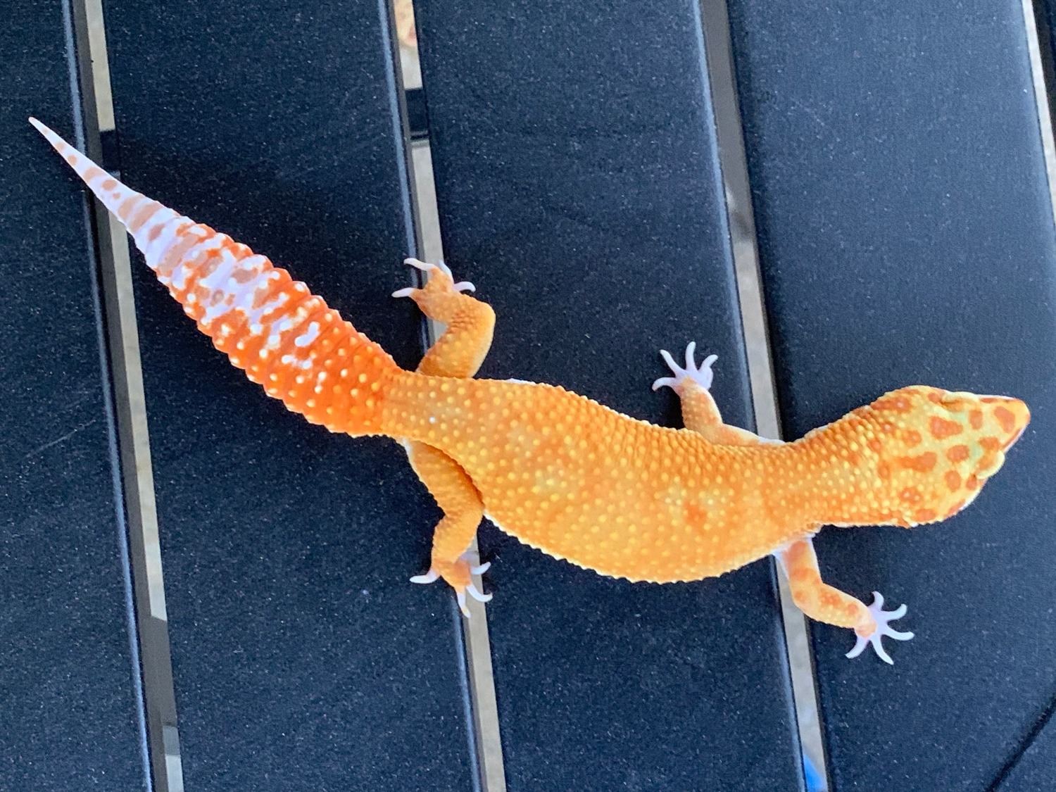 High Contrast Tangerine Leopard Gecko by Miami Art Geckos - MorphMarket