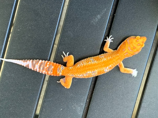 Red Diamond Possible Leopard Gecko by Miami Art Geckos