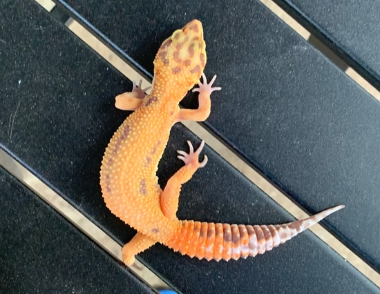 Tsf Red Diamond X Emerine Leopard Gecko by Miami Art Geckos