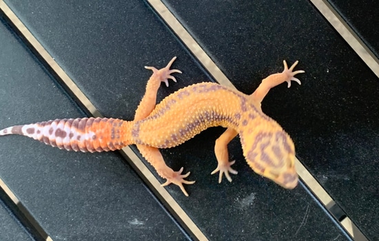 Red Diamond X Emerine Temperature Sexed Leopard Gecko by Miami Art Geckos