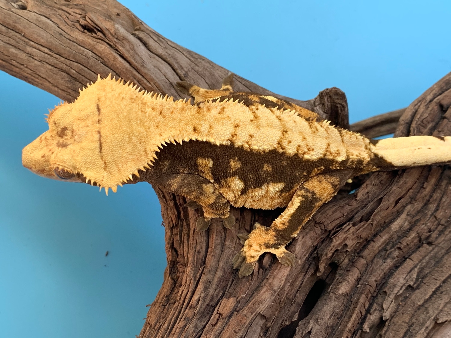 Proven Adult Female Extreme Harlequin Crested Gecko by Miami Art Geckos ...