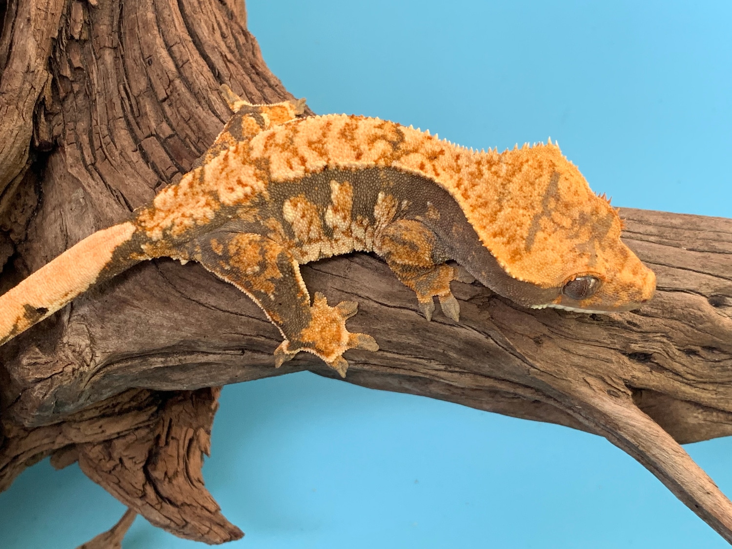 Possible Tri Color Extreme Harlequin Crested Gecko by Miami Art Geckos ...
