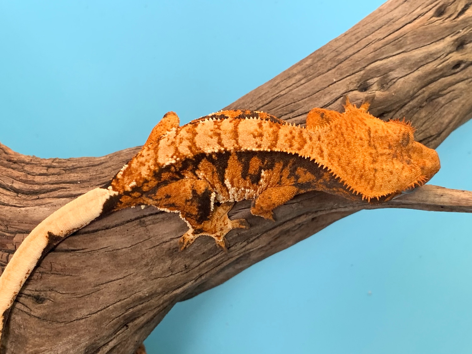 Tricolor With Great Lines Crested Gecko by Miami Art Geckos - MorphMarket