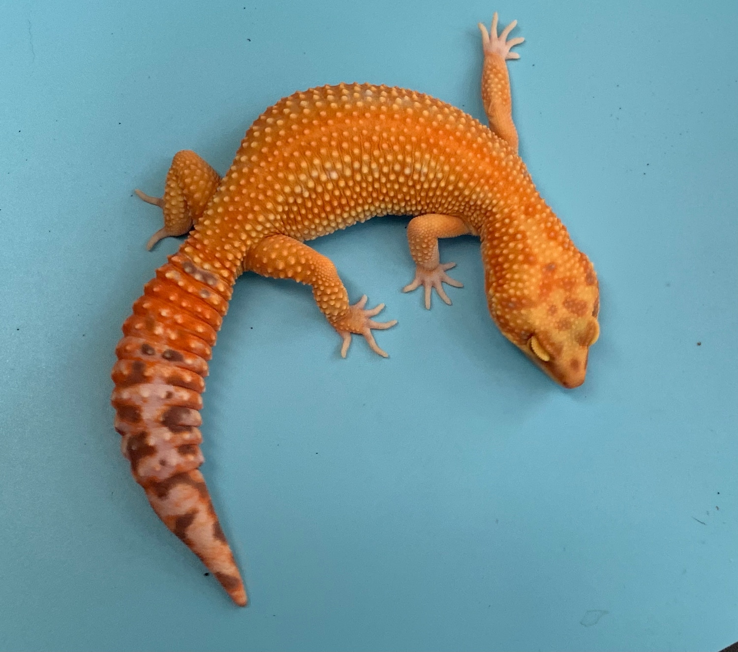 Red Diamond Tsm Leopard Gecko by Miami Art Geckos - MorphMarket