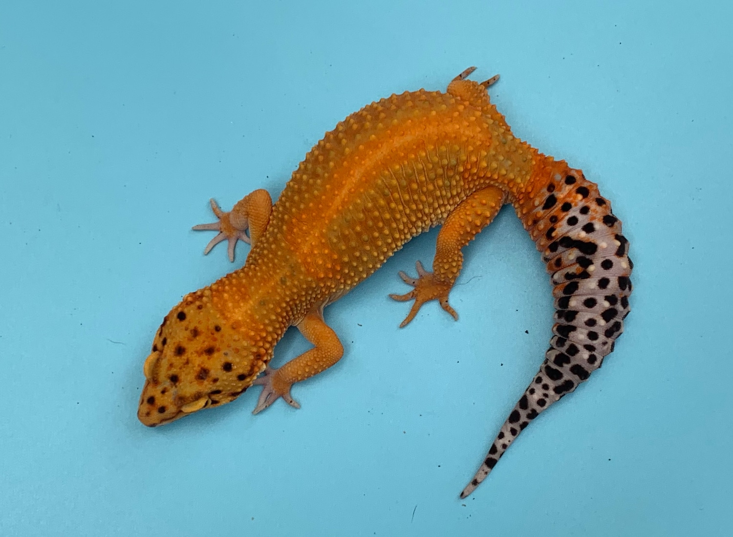 Bold Stripe Tangerine Leopard Gecko by Miami Art Geckos - MorphMarket