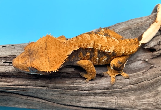 Beautiful Tricolor Great Fireside Lineage Crested Gecko by Miami Art Geckos