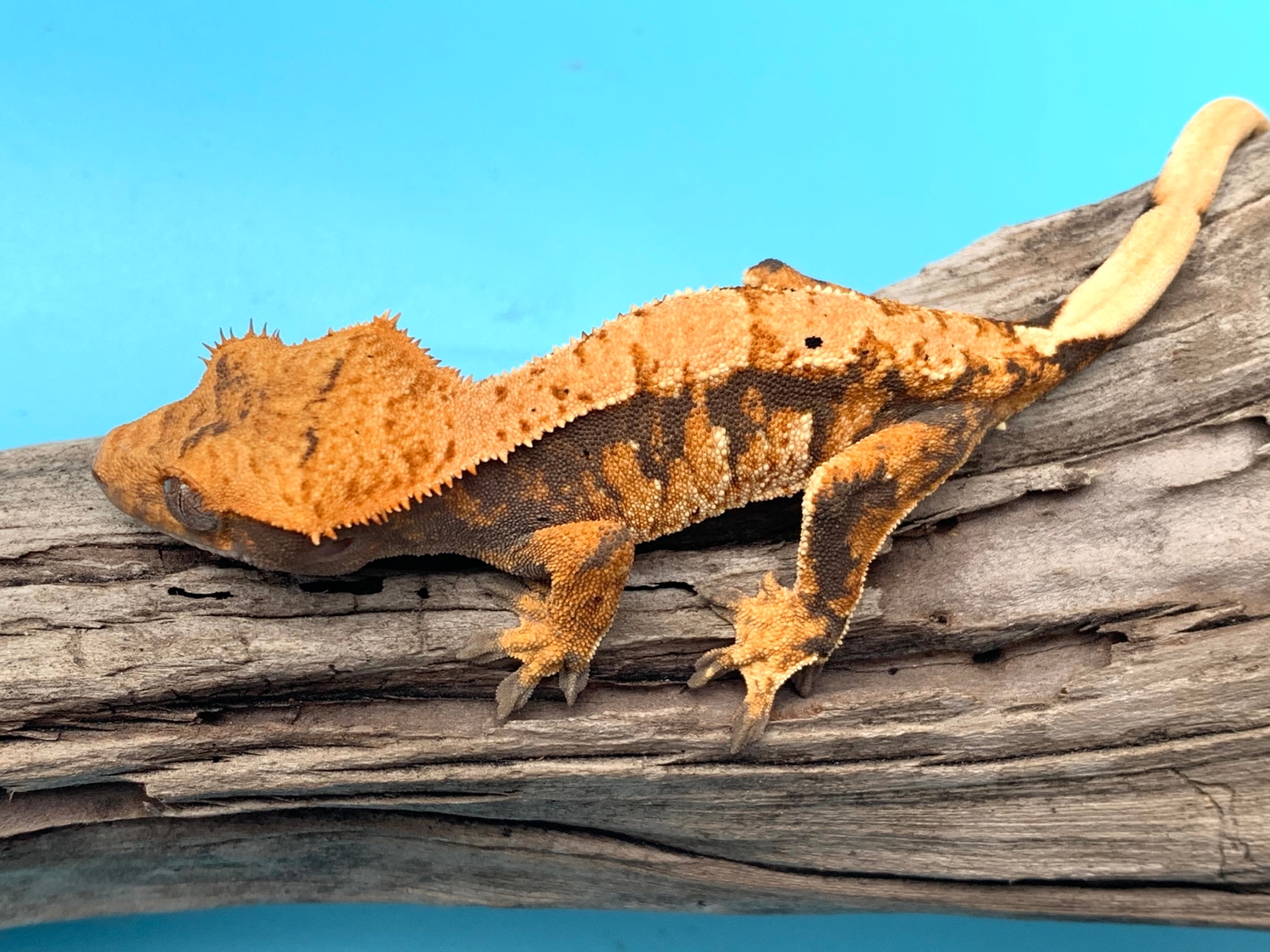 Nice Tricolor Crested Gecko by Miami Art Geckos - MorphMarket